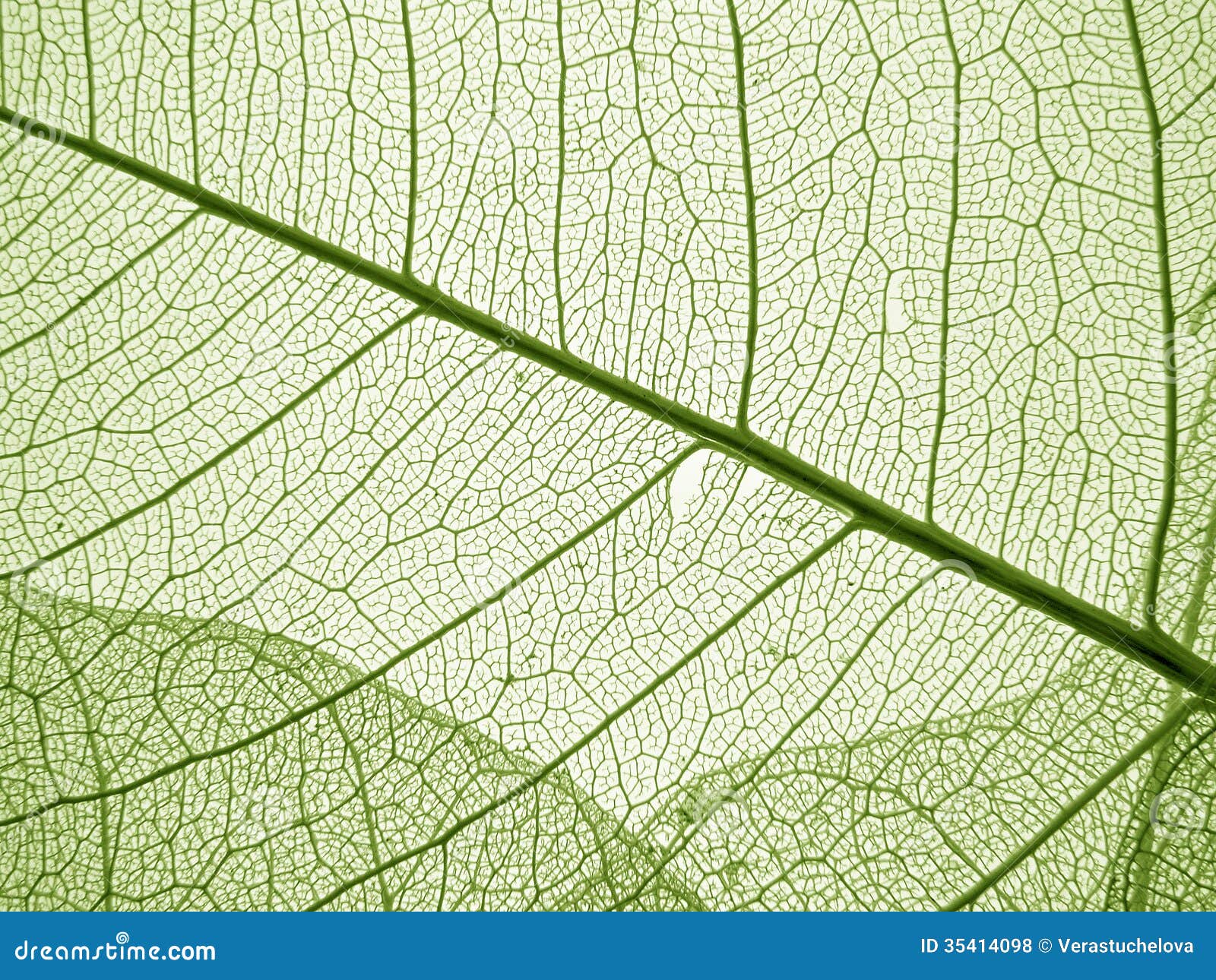 Green leaf texture stock photo. Image of element, pattern - 35414098