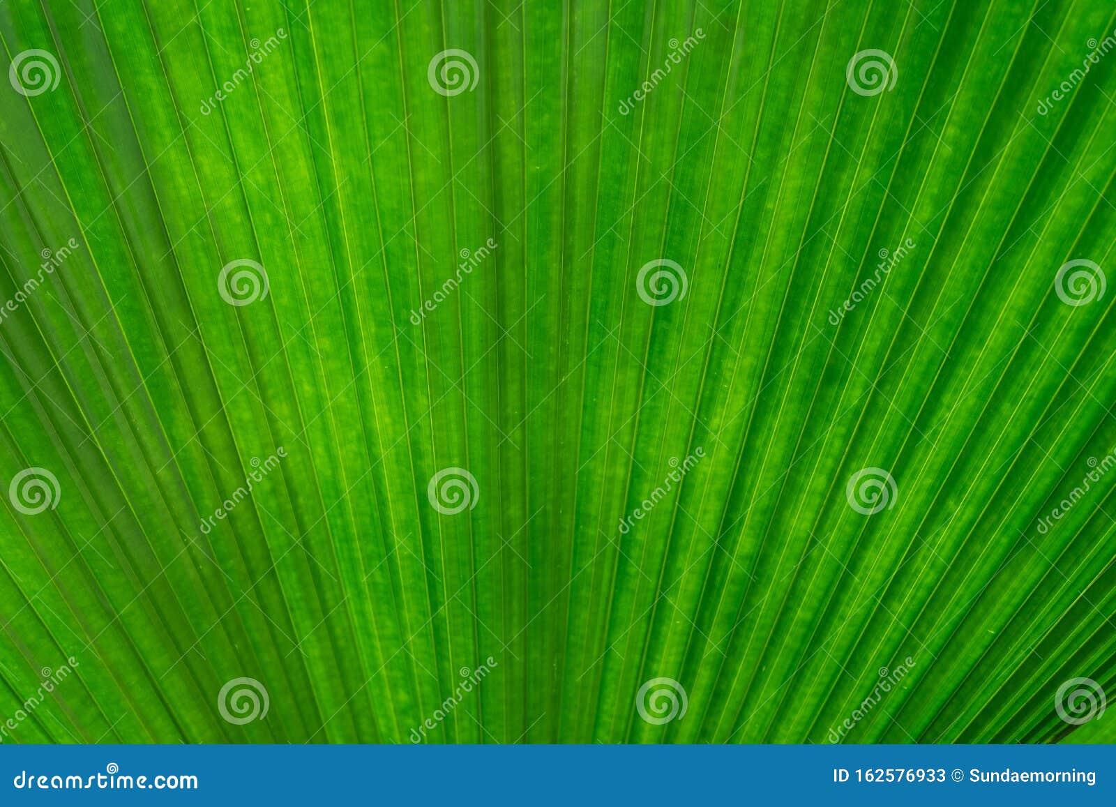 Green Leaf Texture Detail Background, Frame Concept Stock Image - Image ...