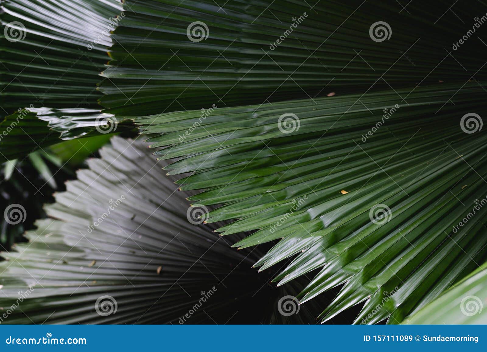 Green Leaf Texture Detail Background, Frame Concept Stock Image - Image ...