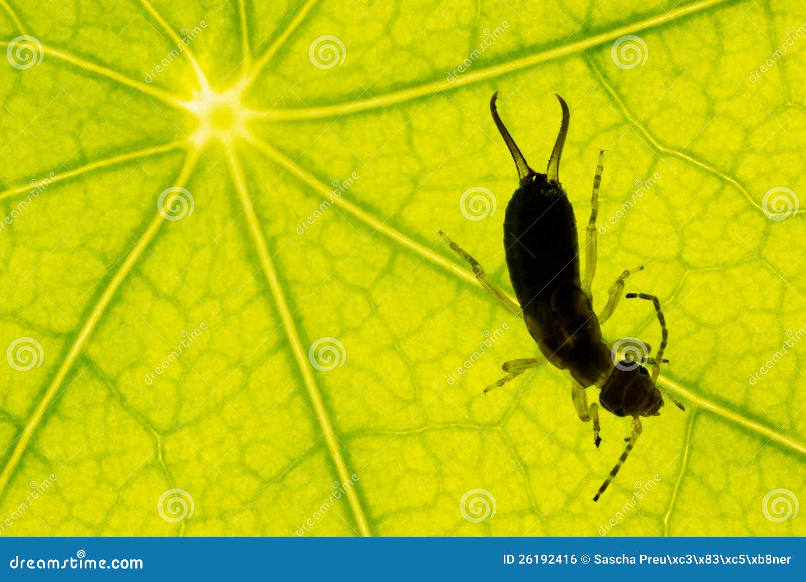 Green Leaf Texture with Earwig Stock Photo - Image of plant ...