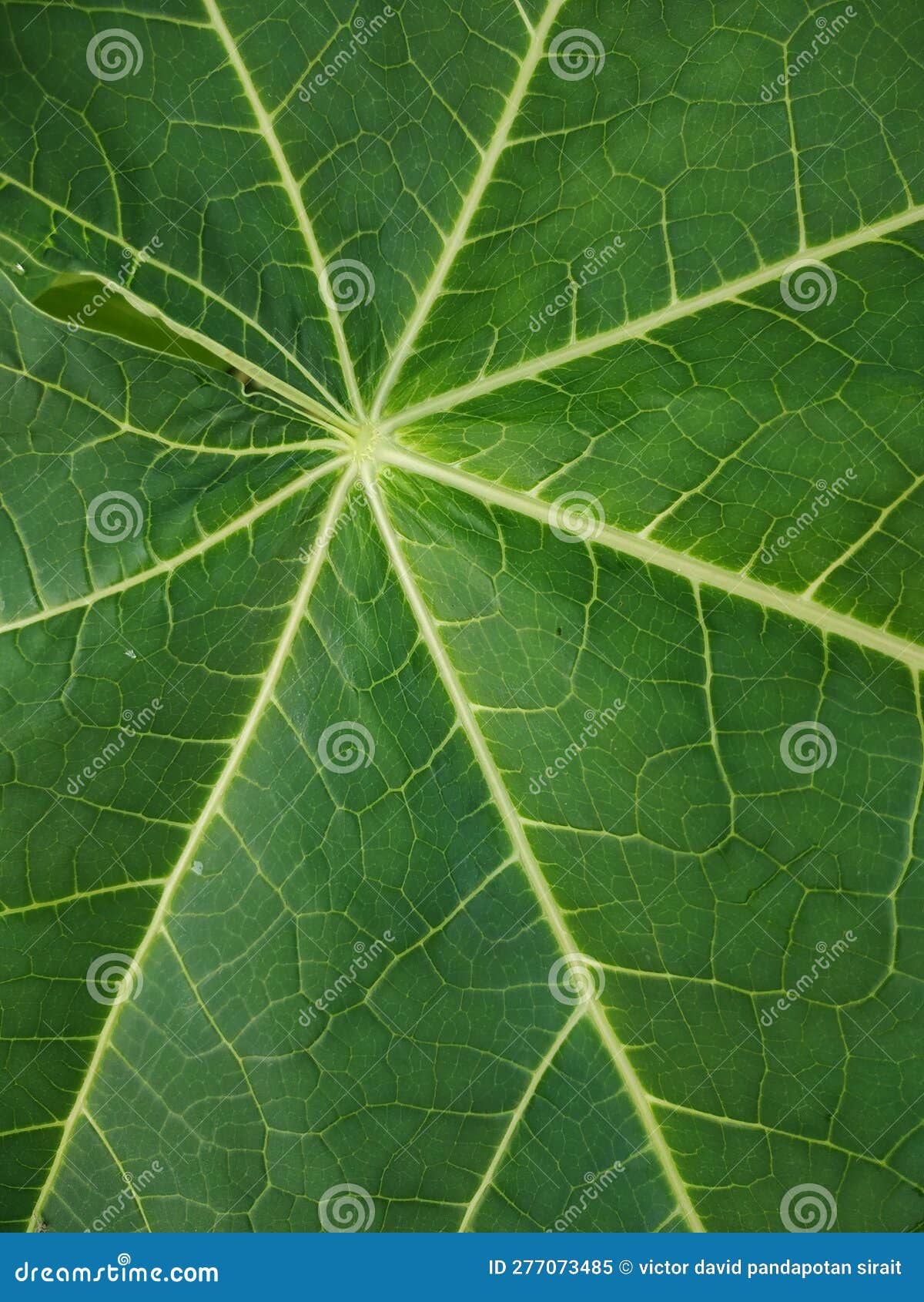 Green Leaf Texture and Leaf Fiber Structure Stock Image - Image of ...
