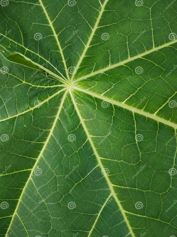 Green Leaf Texture and Leaf Fiber Structure Stock Image - Image of ...