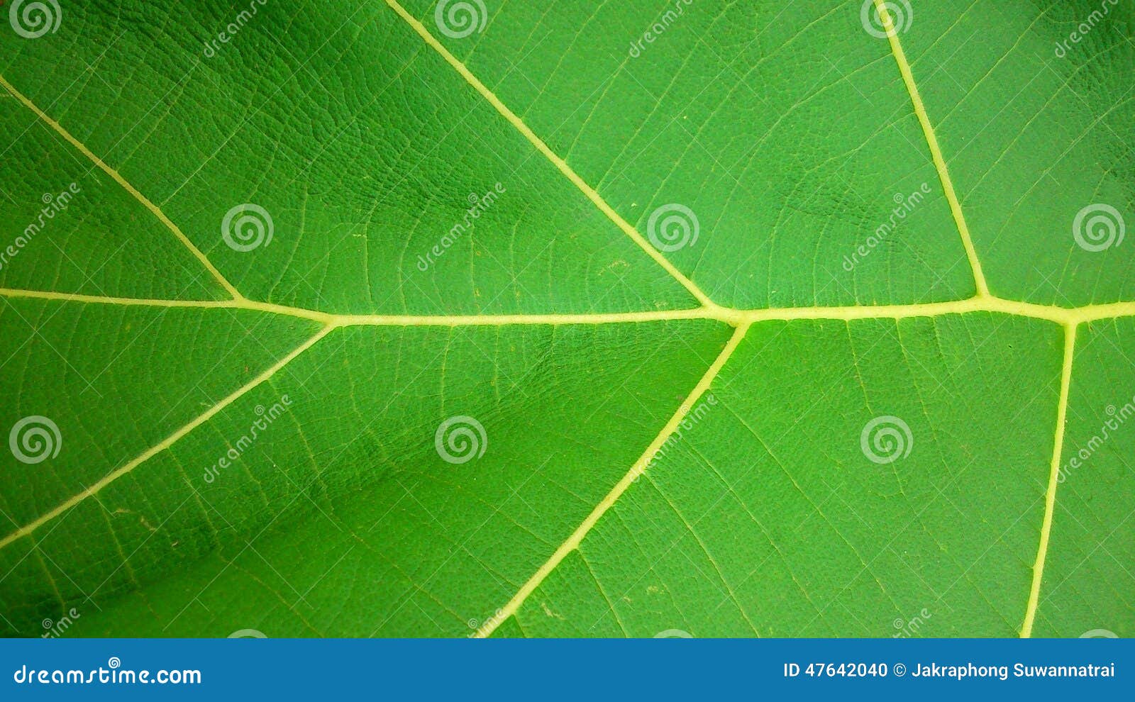Green Leaf Texture in Horizontal Stock Photo - Image of texture, green ...