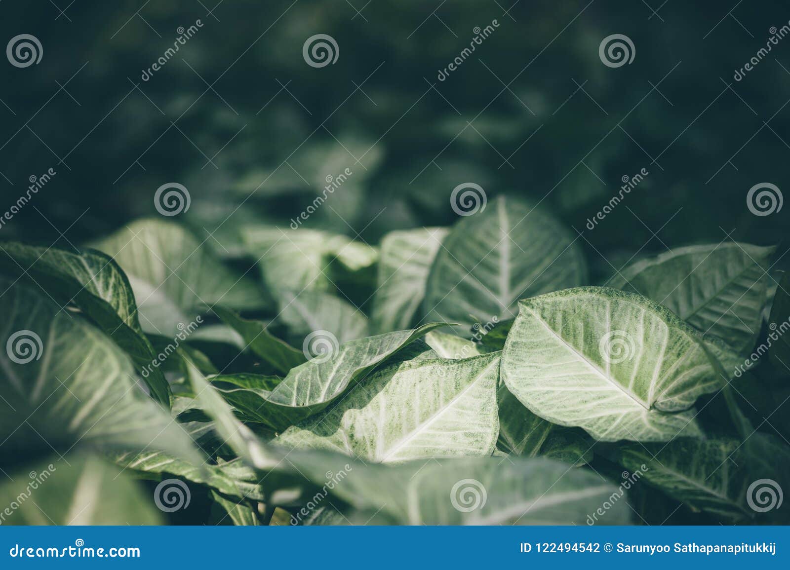 Green Leaf Texture. Leaf Texture Background in Vintage Style. Stock ...