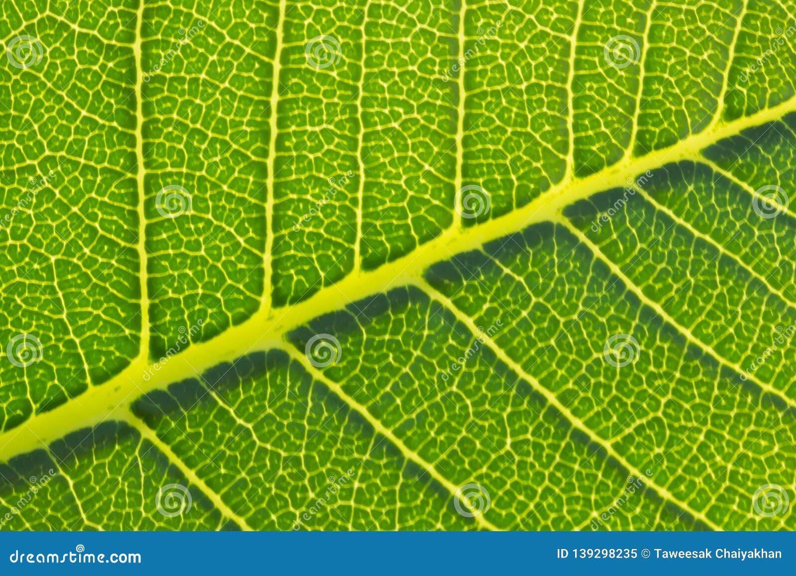 Green Leaf Texture Line Pattern Stock Image - Image of jungle, backdrop ...
