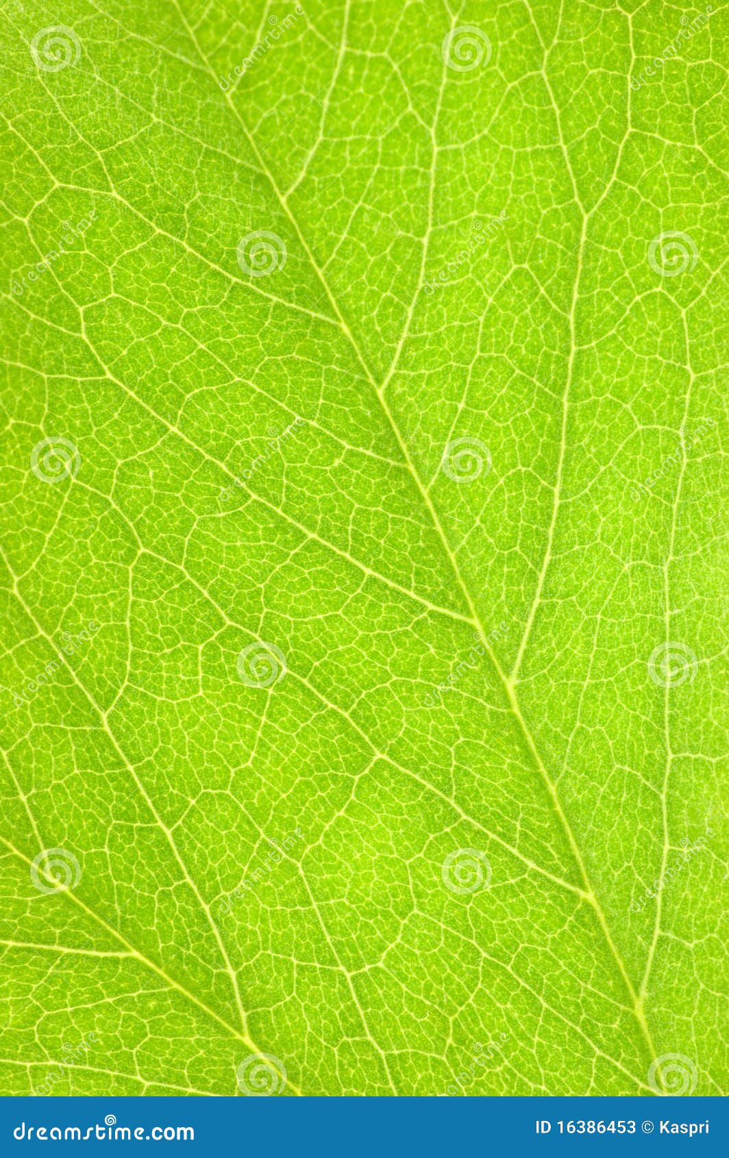 Green Leaf Texture Macro Background Stock Image - Image of cell ...