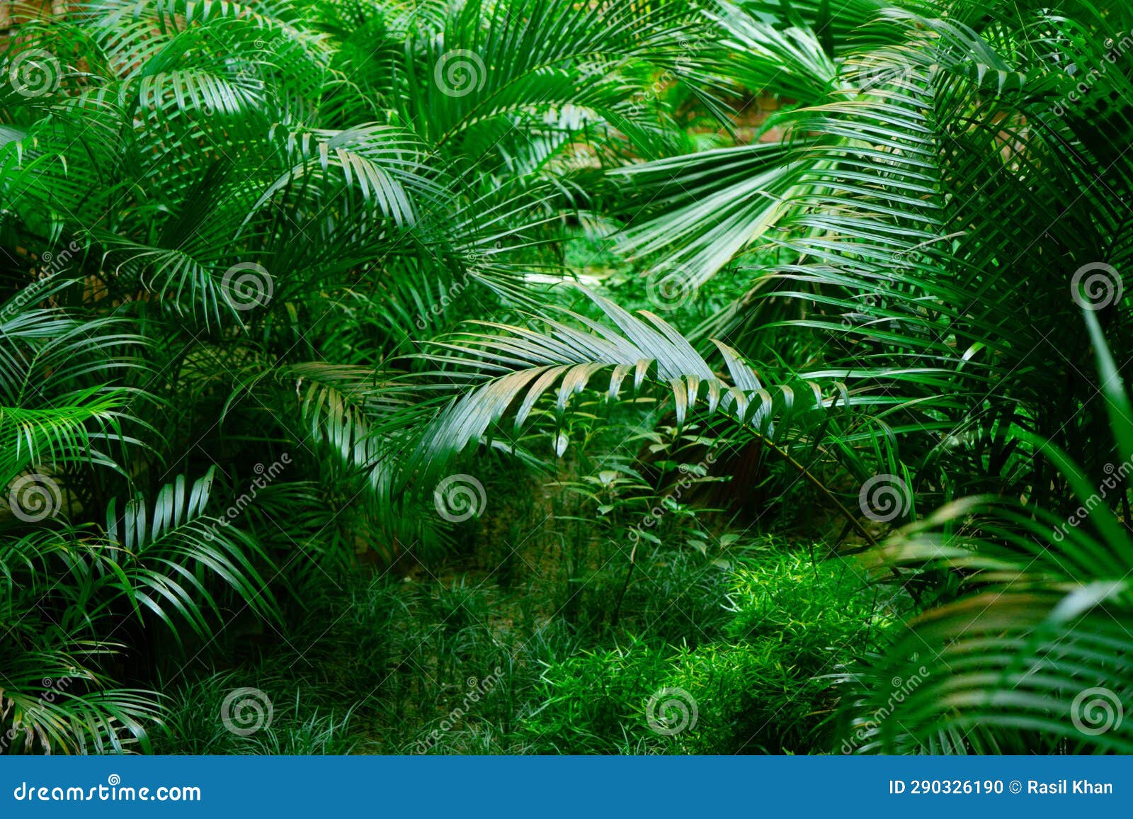 Green Leaf Texture. Natural Jungle Background Stock Photo - Image of ...