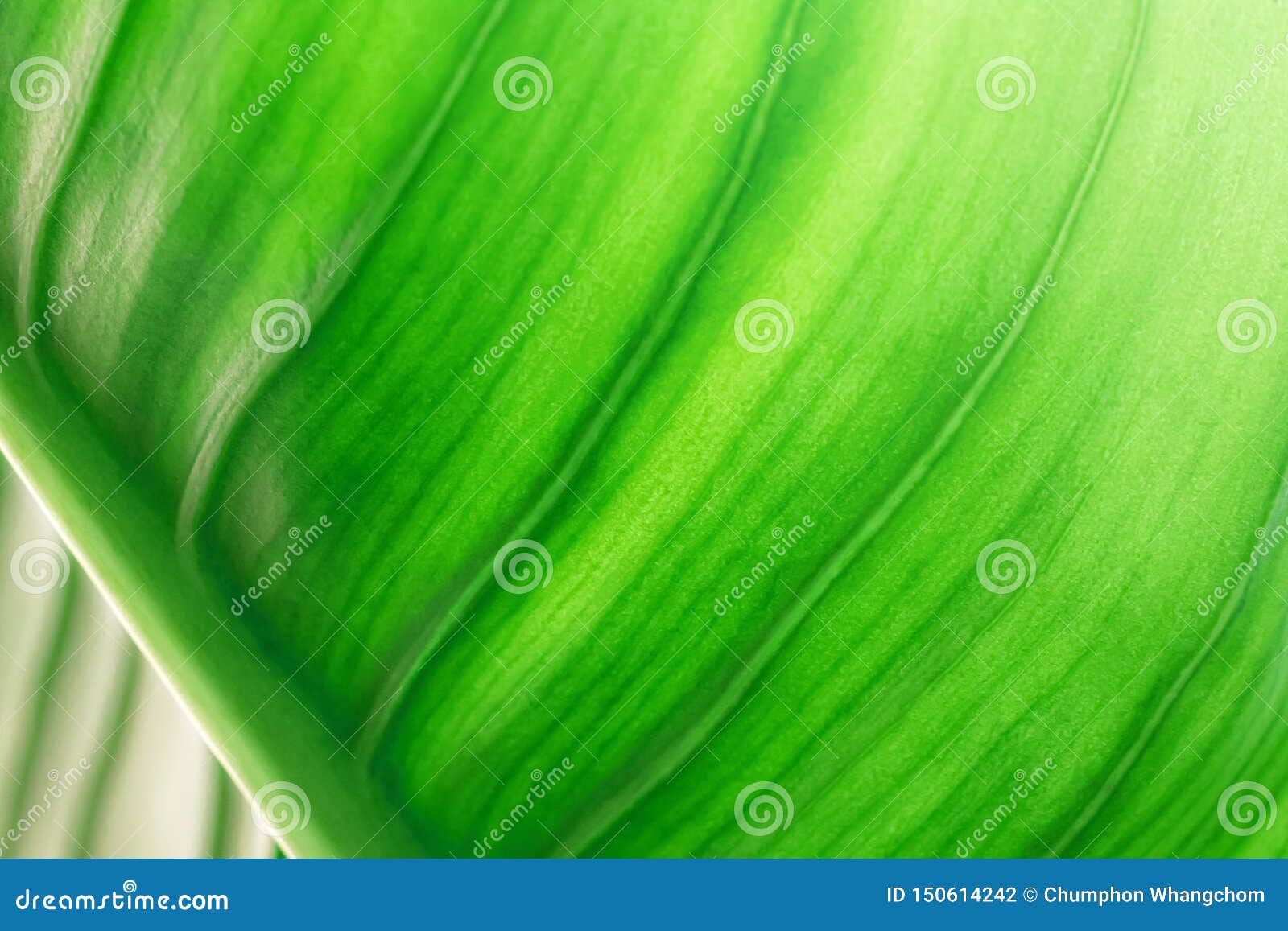 Green Leaf Texture with Nature Background. Abstract Leaves Surface of ...