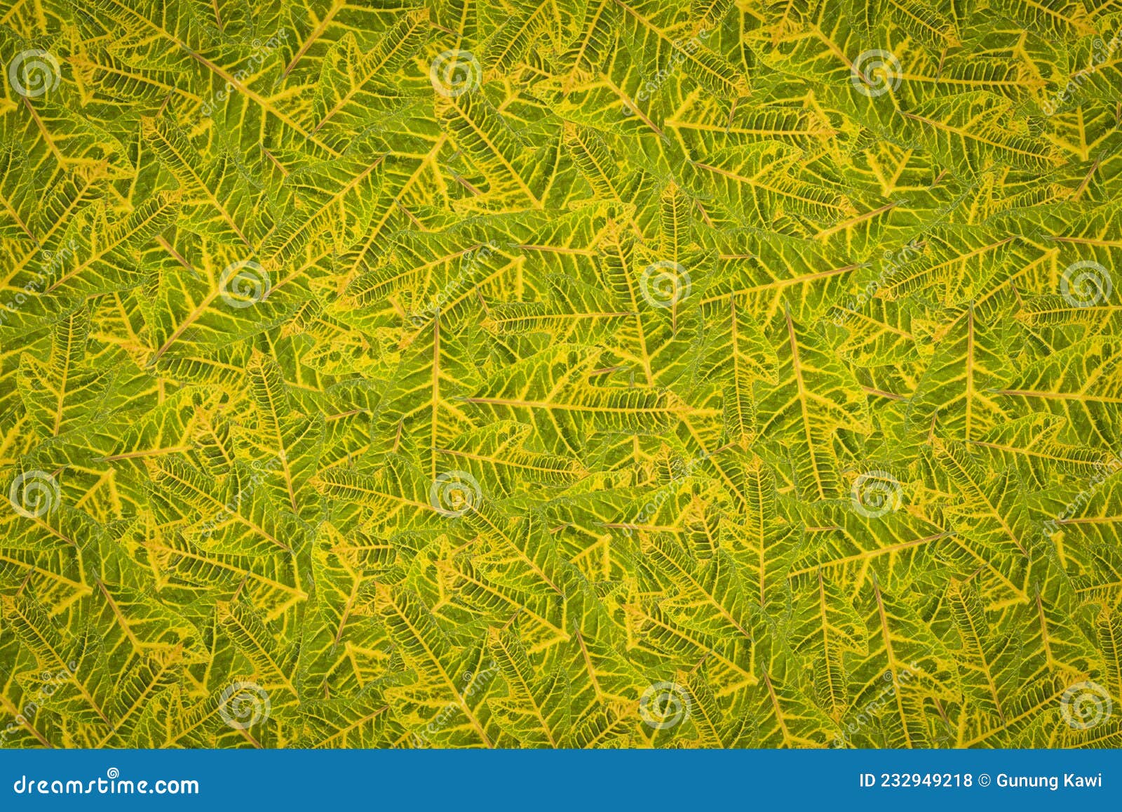 Background Seamless Texture with Leaves Stock Photo - Image of natural ...