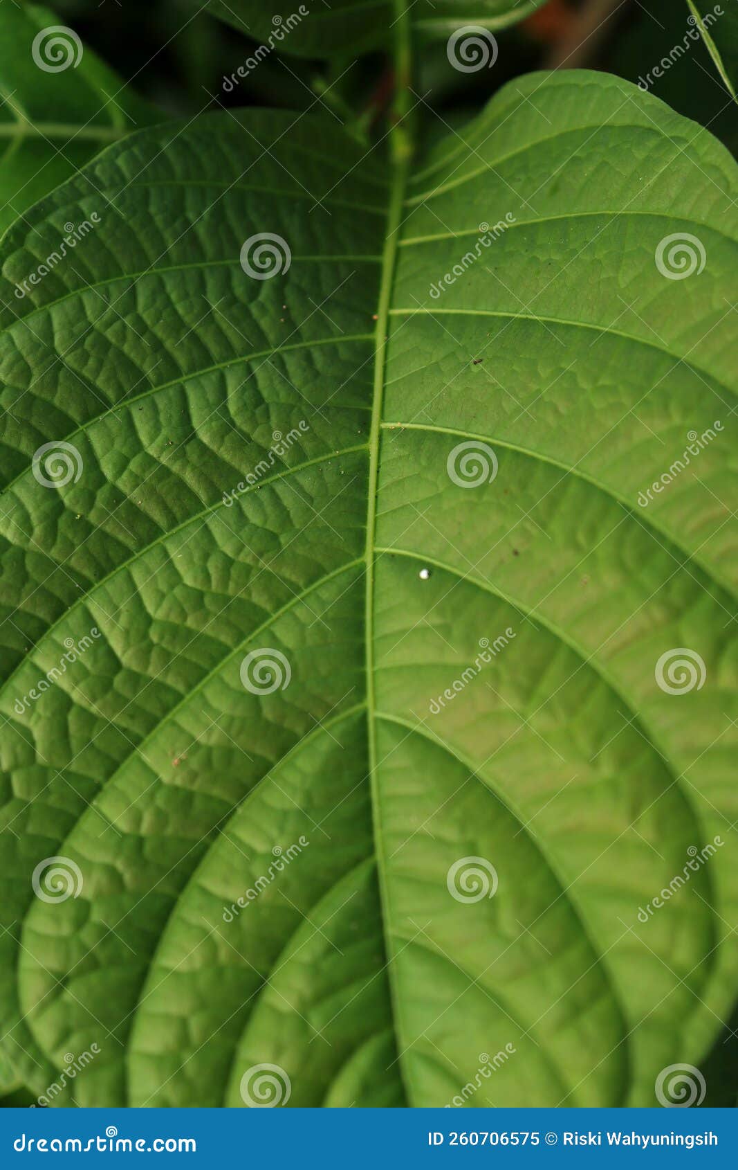 Green Leaf Texture for Pattern and Background, Tropical Leaves ...