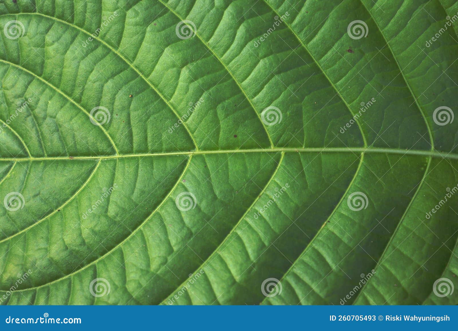 Green Leaf Texture for Pattern and Background, Tropical Leaves ...