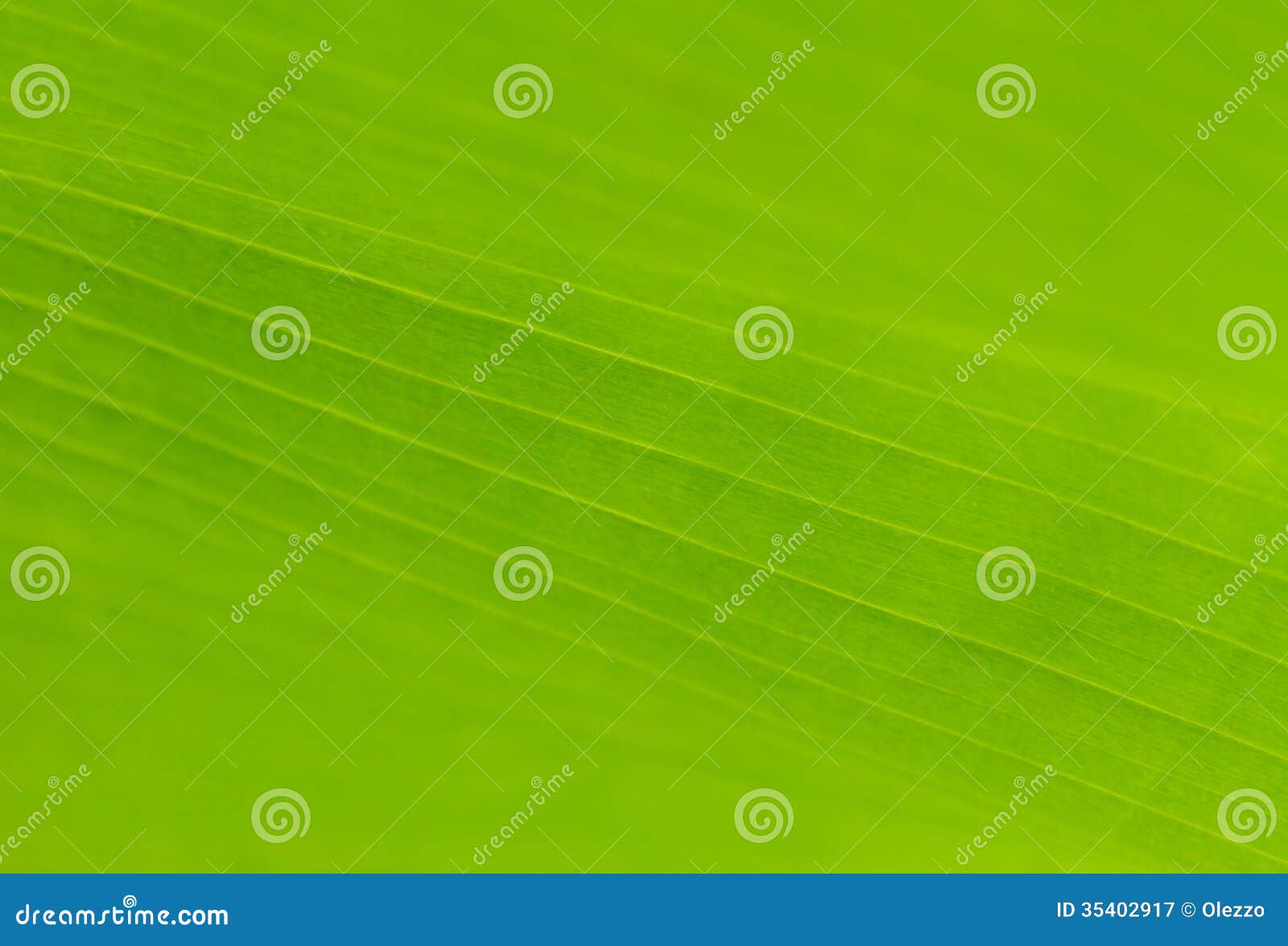 Avocado Green Color Pictures And Images - RGB Color Hex Code [#80C000 ...