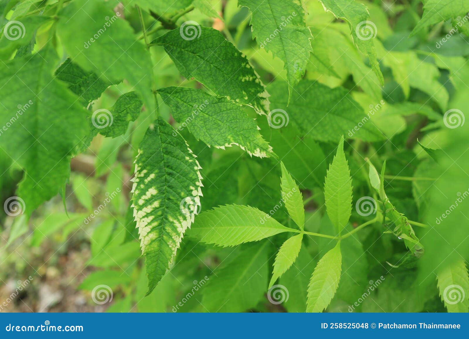 Green Leaf Texture Spotted Leaf Image for Selectable Focus Nature ...