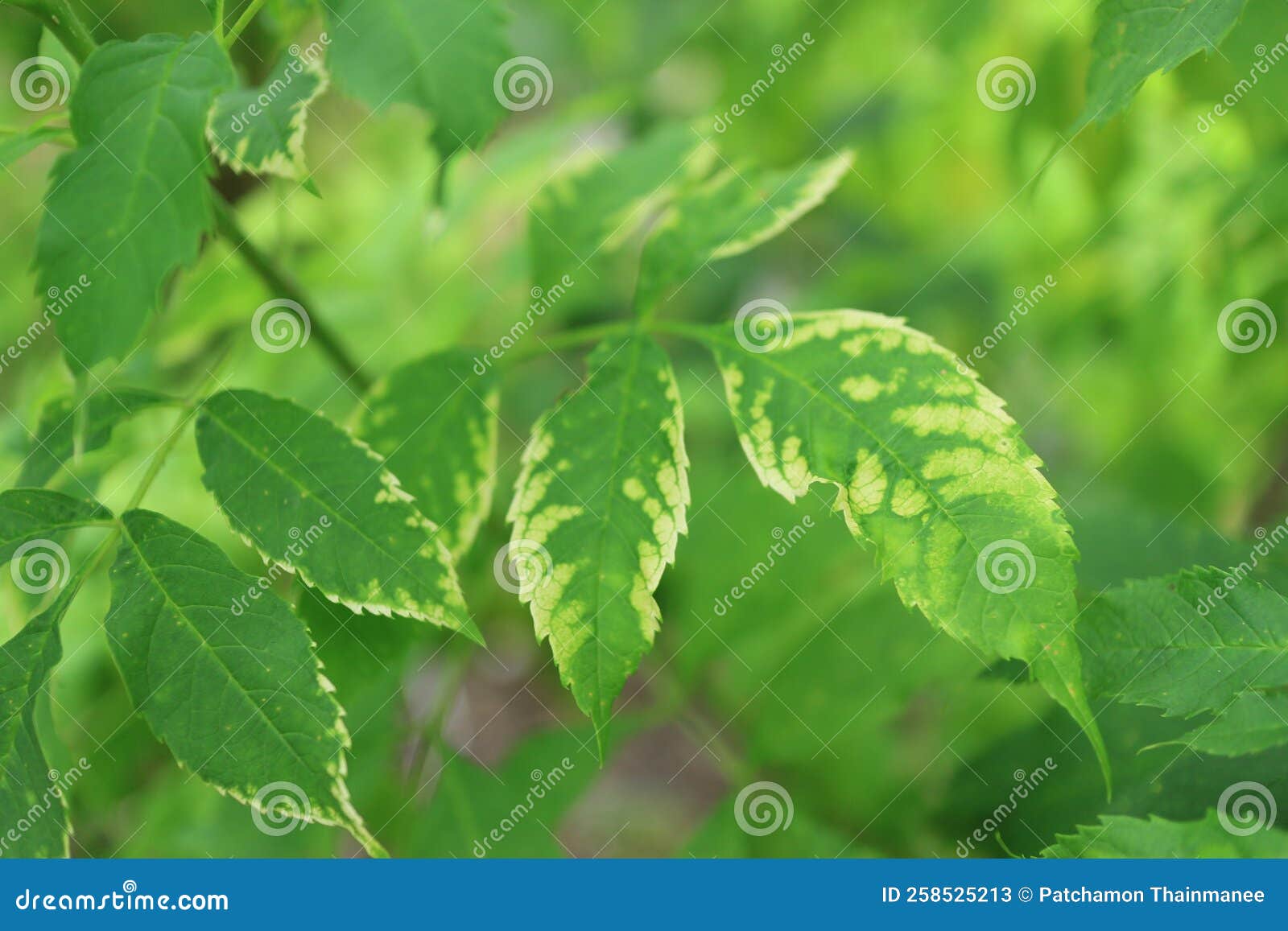Green Leaf Texture Spotted Leaf Image for Selectable Focus Nature ...