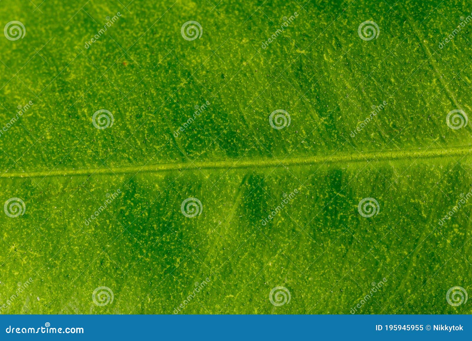 Green Leaf Texture of Tangerine Tree Stock Image - Image of asymmetry ...