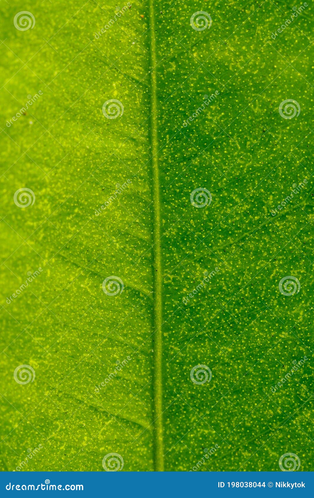 Green Leaf Texture of Tangerine Tree Stock Photo - Image of beautiful ...