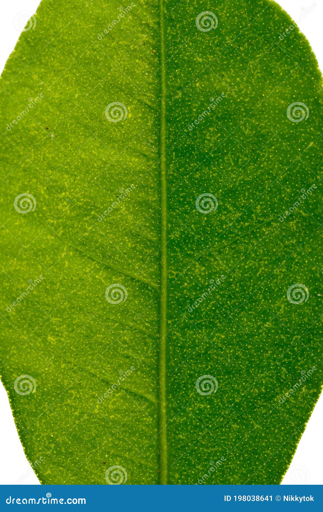Green Leaf Texture of Tangerine Tree Stock Image - Image of closeup ...