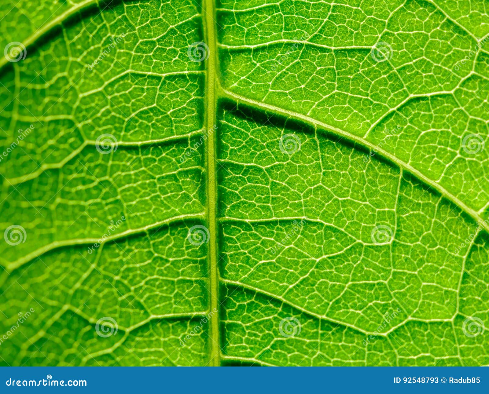 Green Leaf Texture with Visible Stomata Covering the Epidermis Layer ...