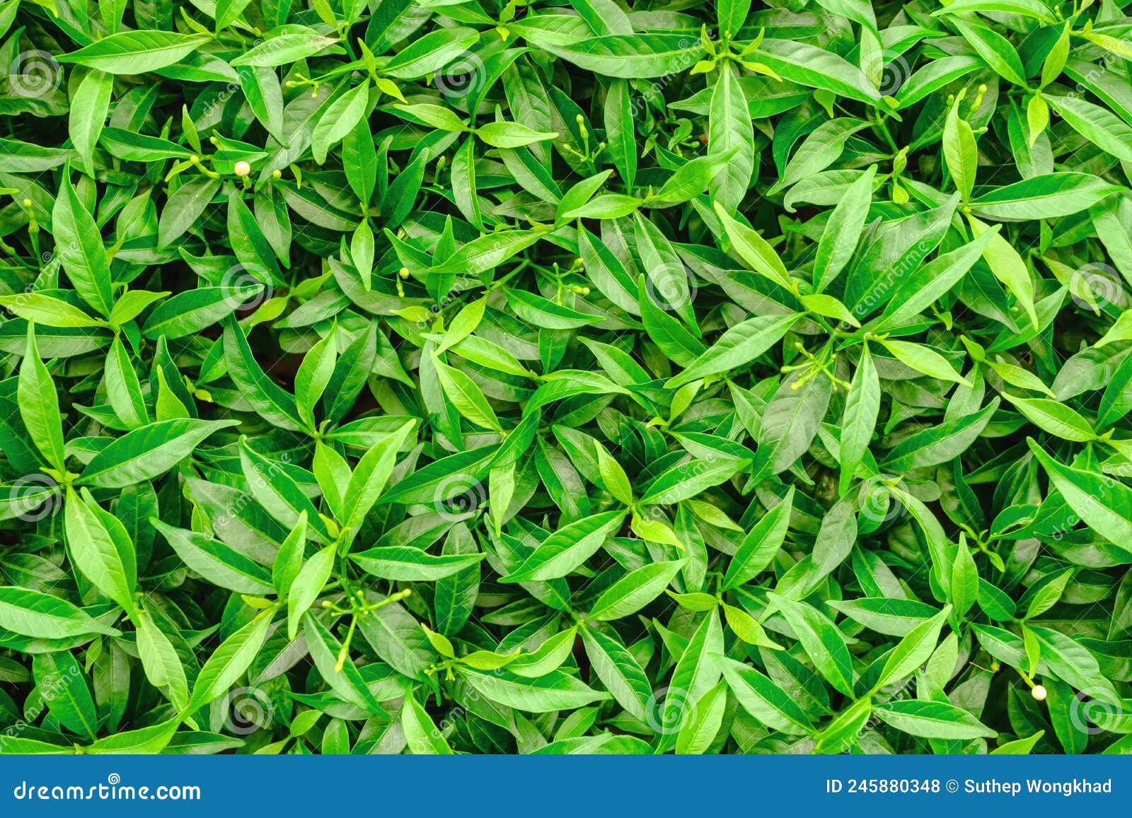 Green Leaf, the Top View of Many Green Leaves for a Green Background ...