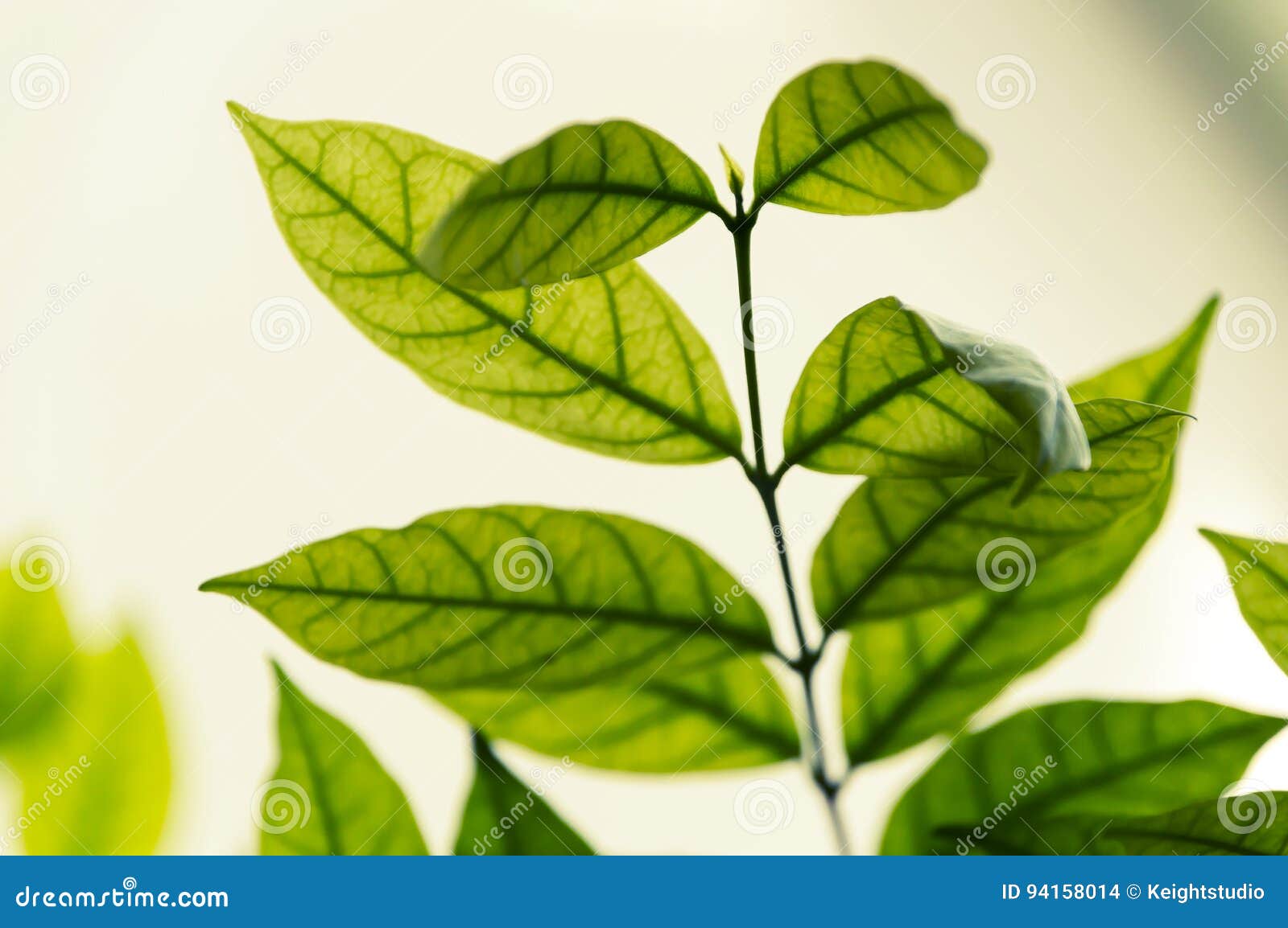 Green leaf top view. stock photo. Image of texture, floral - 94158014
