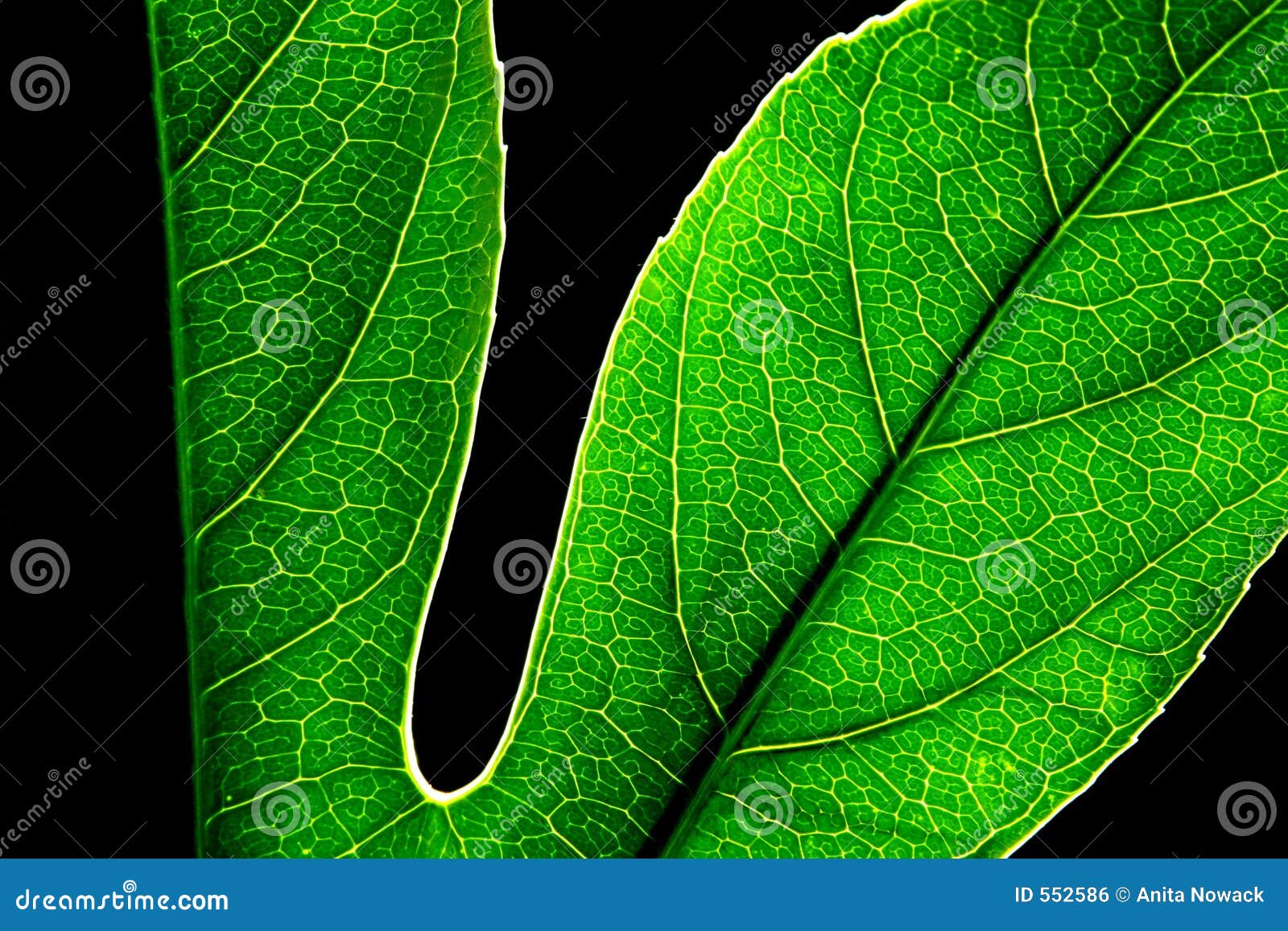 Green Leaf Transparency stock photo. Image of pattern, leaves - 552586