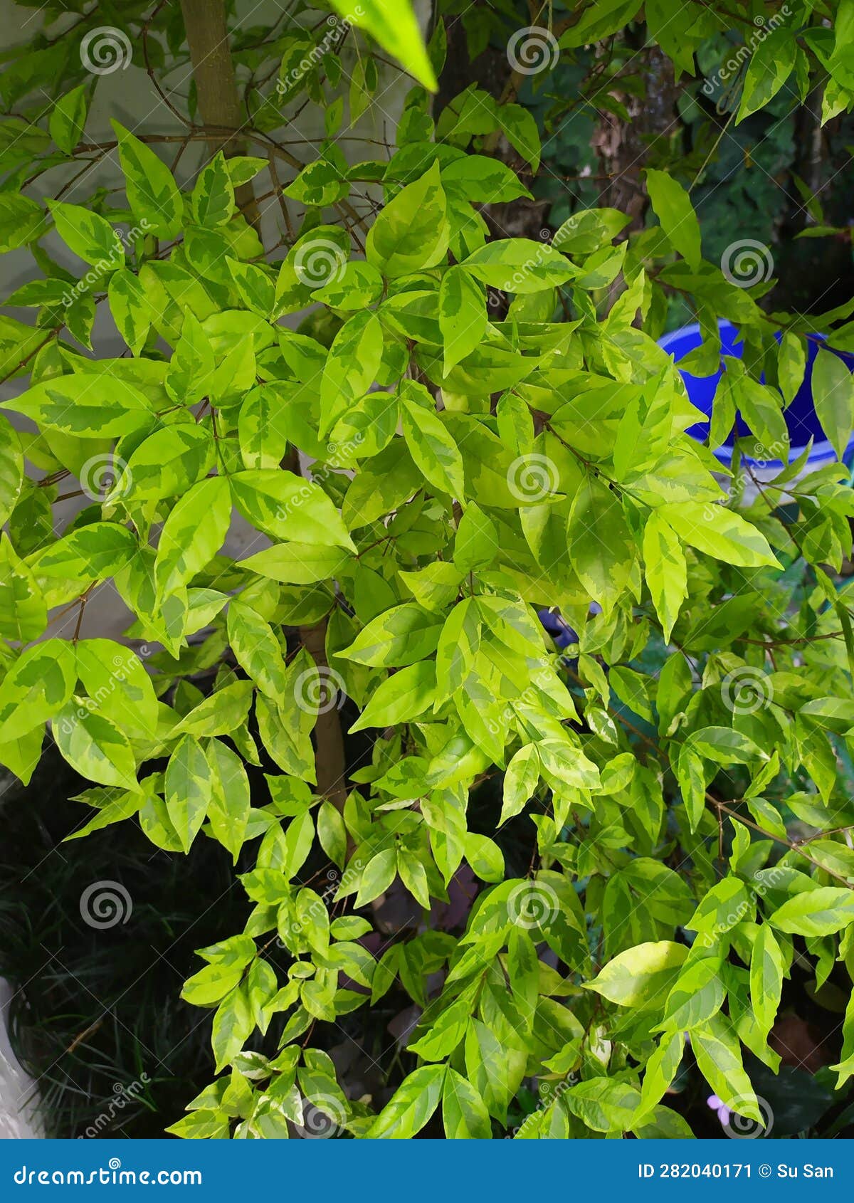 Green green leaf tree stock image. Image of tree, garden - 282040171