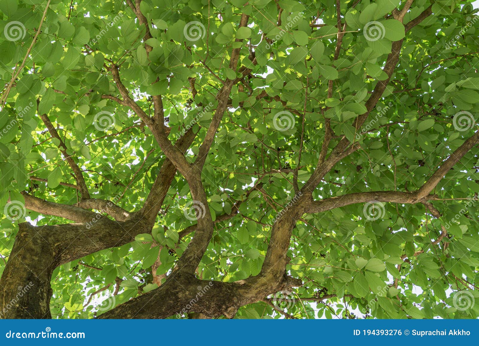 Green Leaf Tree Bottom View Background Stock Photo - Image of landscape ...