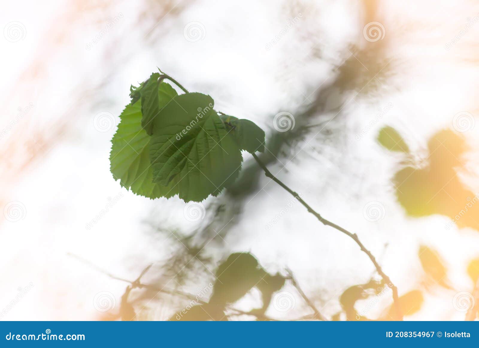 Green Leaf on Tree Branch Blowing on Wind Stock Image - Image of tree ...