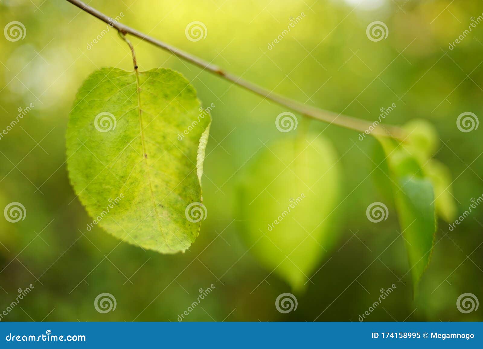 Green Leaf on a Tree Branch. Soft Selective Focus Stock Image - Image ...