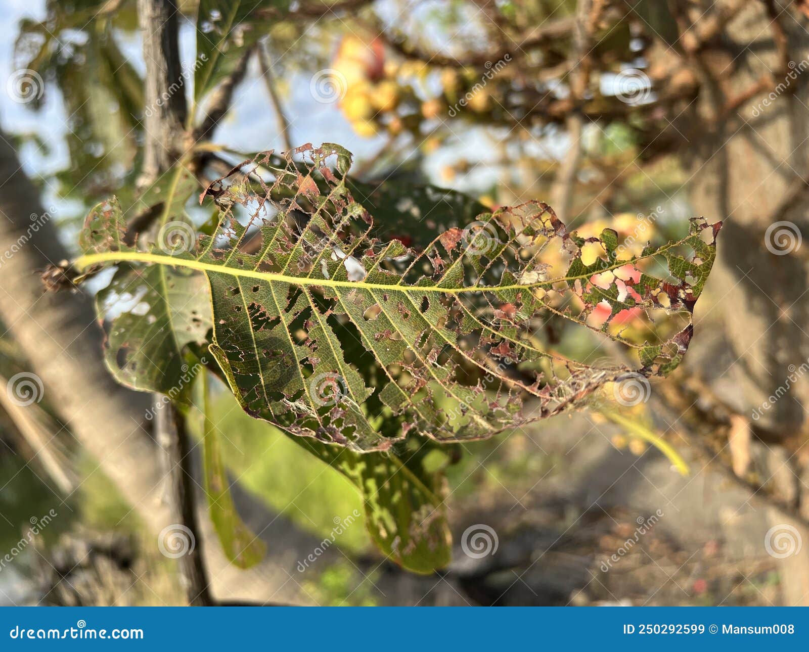 Green Leaf or Tree Eat by Worm Stock Image - Image of nature, garden ...