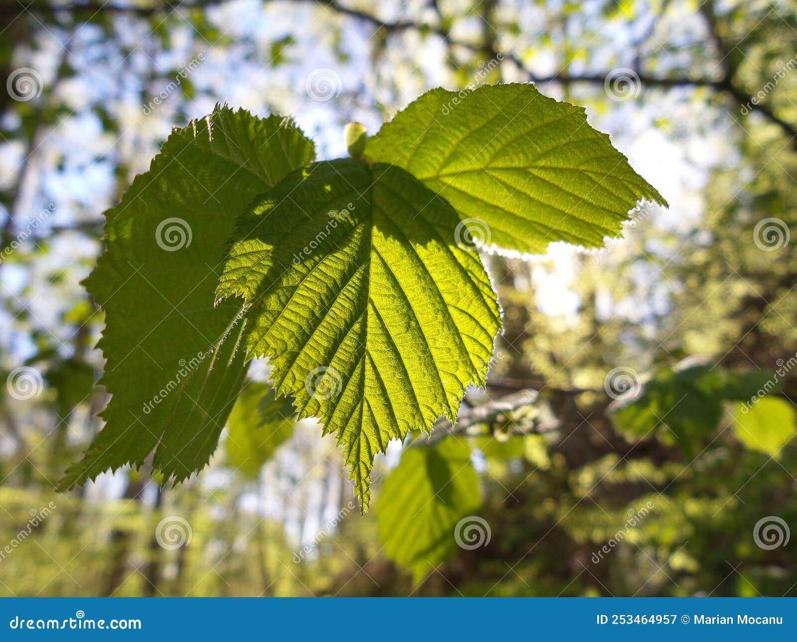 Green Leaf of Tree in Forest with Blue Sky in Background in Middle of ...