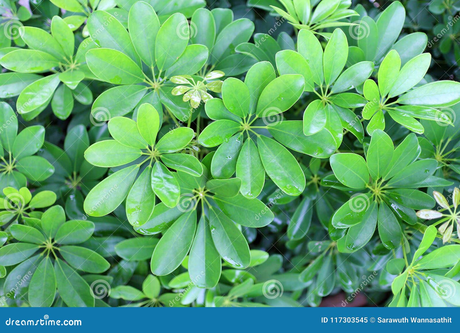 Green Leaf Tree in the Garden Stock Image - Image of light, closeup ...