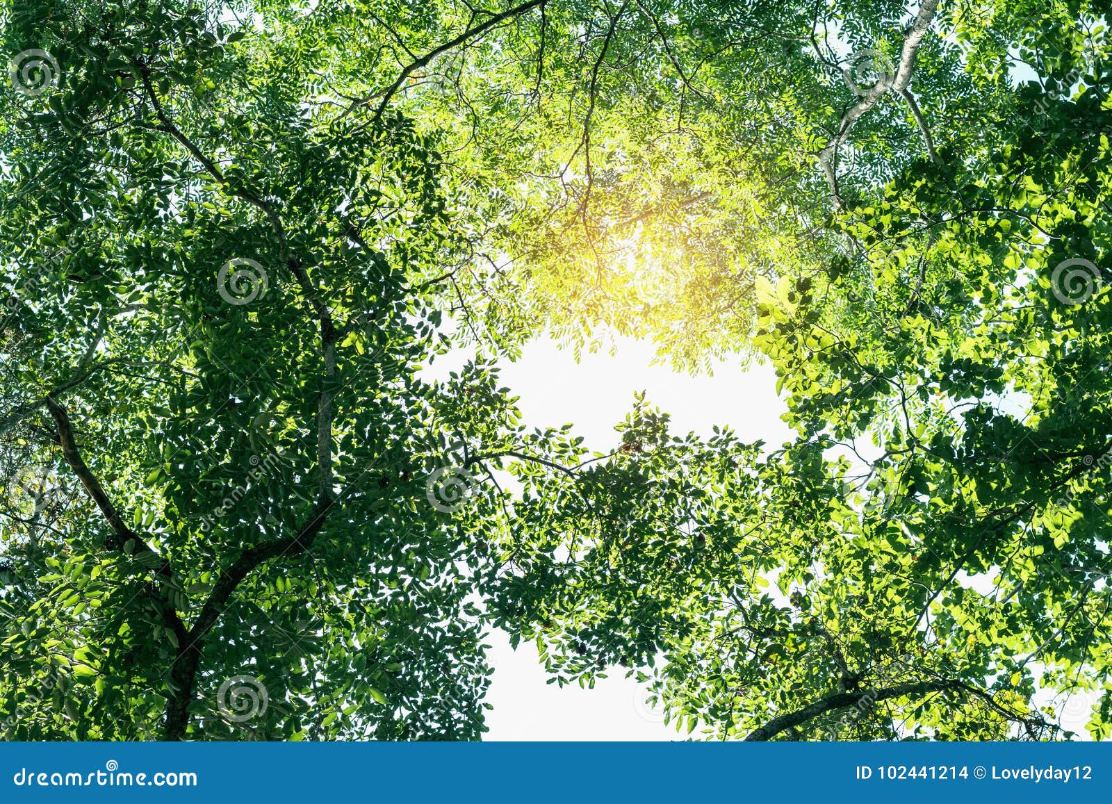 Green leaf on tree stock photo. Image of landscape, green - 102441214