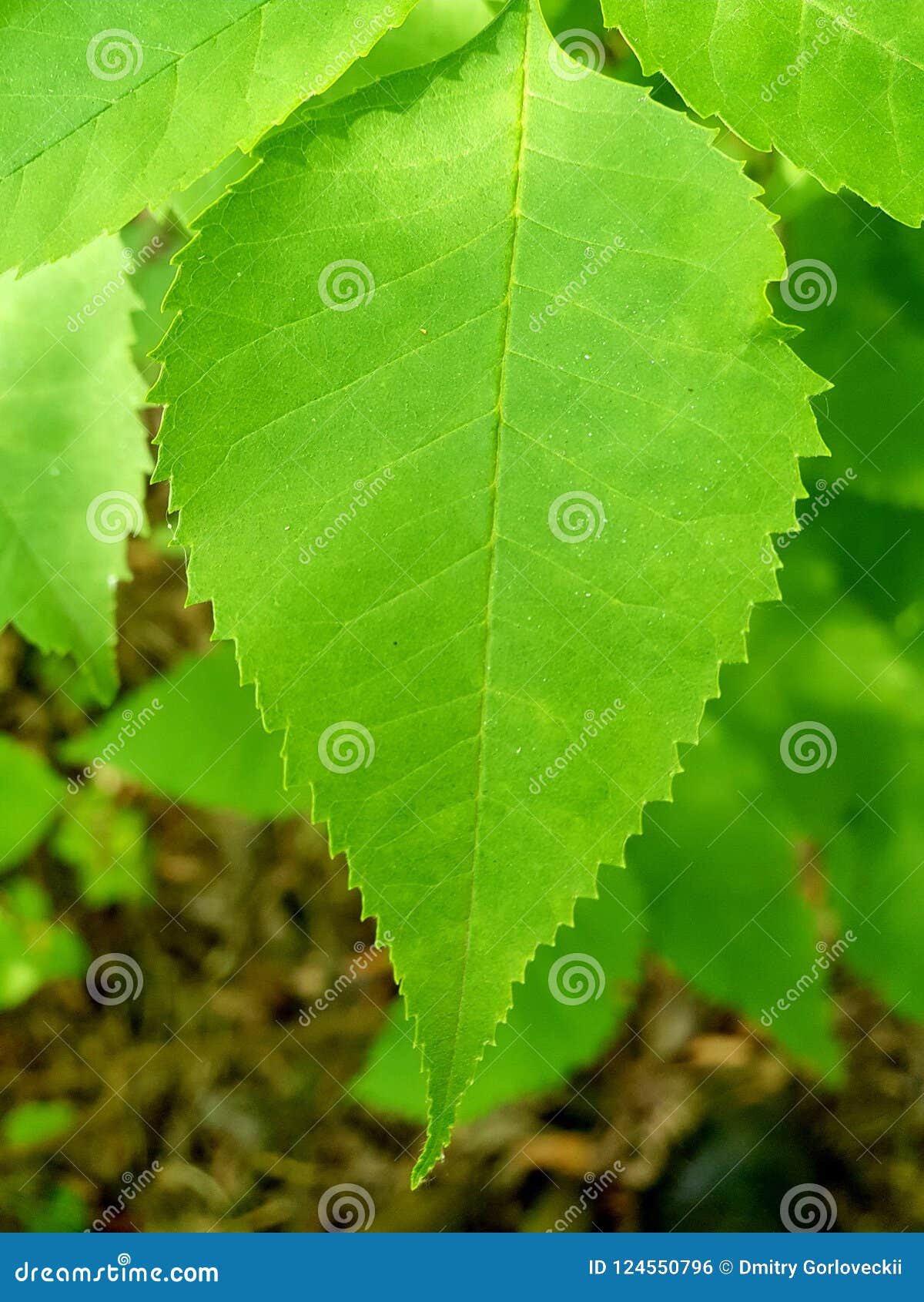 Leaflet stock photo. Image of nature, green, wild, tree - 124550796