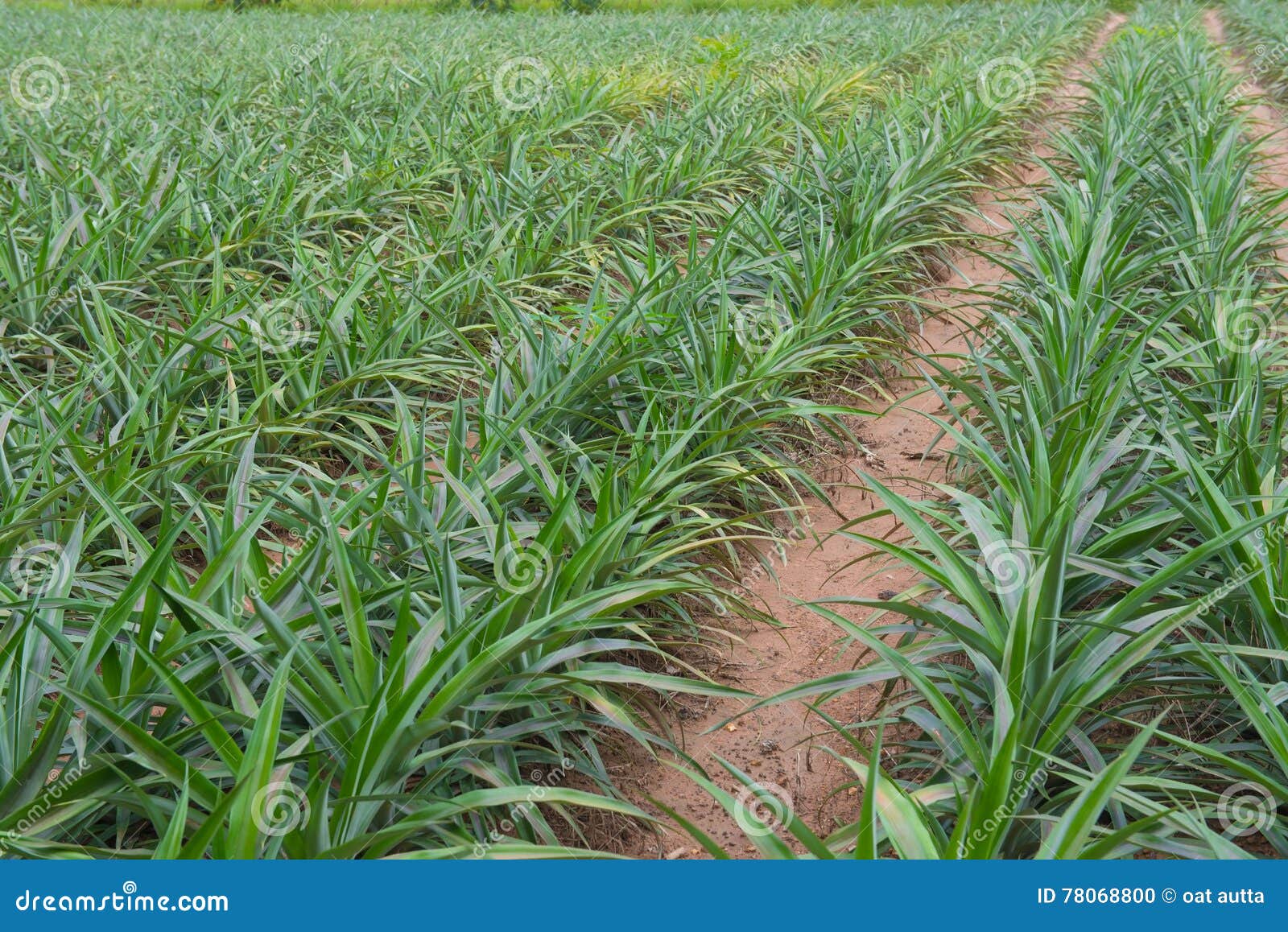 Green Leaf Tree Pineapple Plantations in Rows. Stock Photo - Image of ...