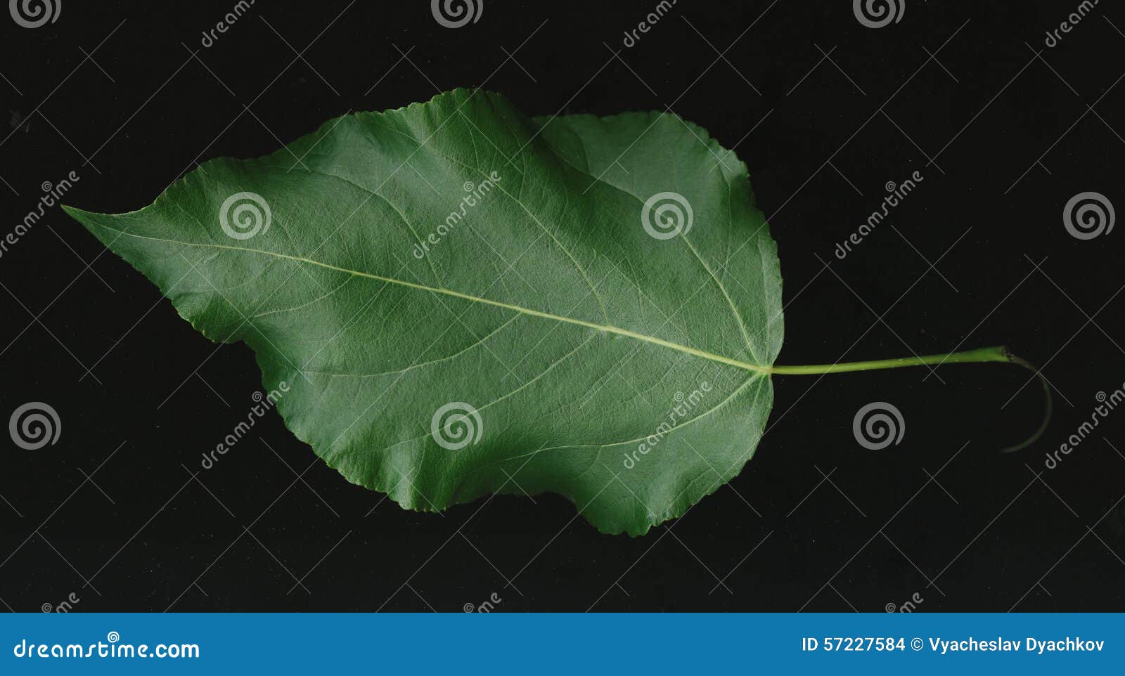 Green Leaf Tree Rounded Teardrop Shape. Stock Photo - Image of leaf ...