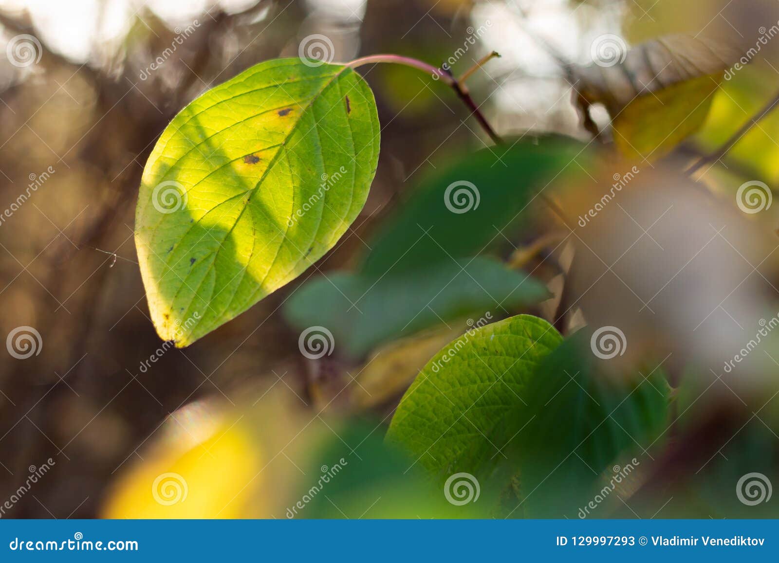 Green Leaf of the Tree in the Soft Sunlight Stock Image - Image of ...