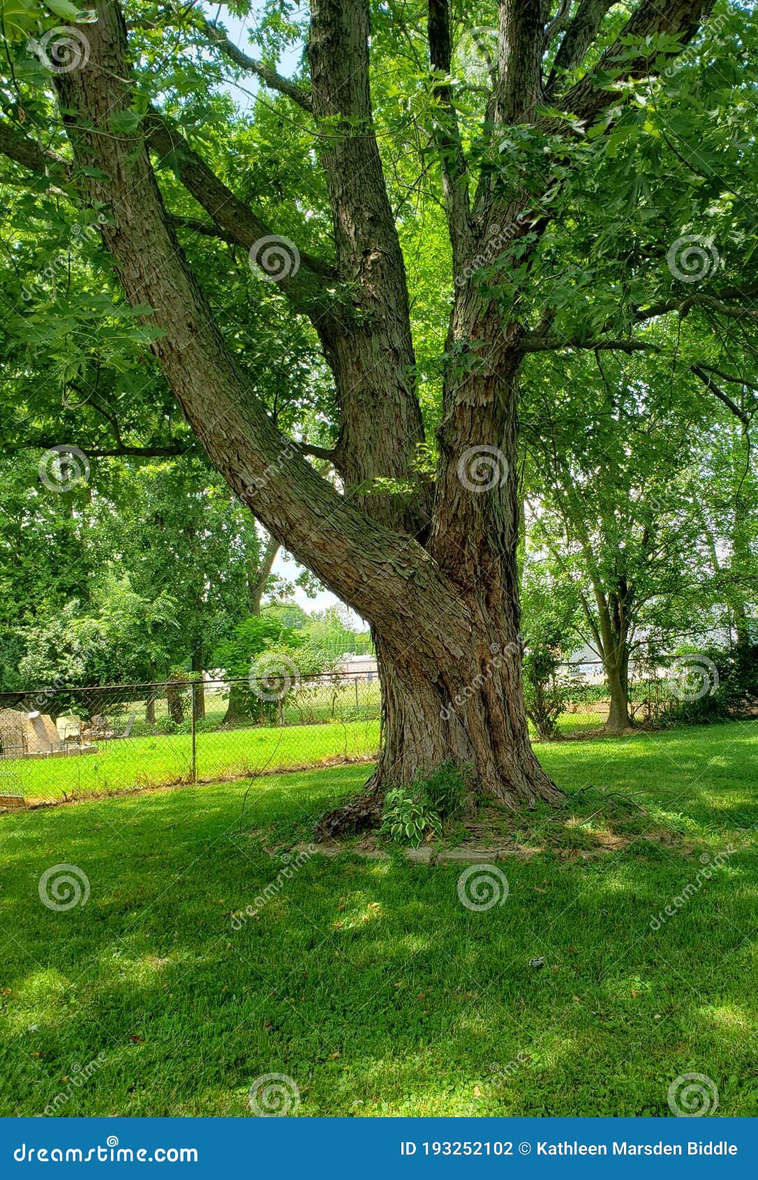Green leaf tree of summer stock photo. Image of grove - 193252102