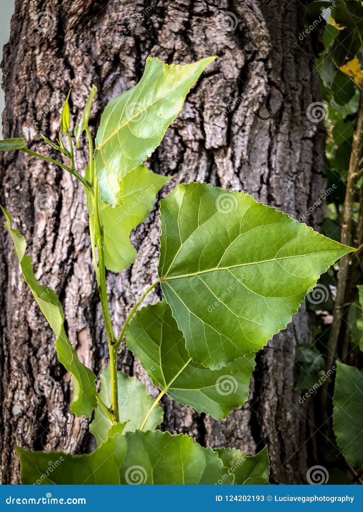 Green Leaf with Tree Trunk Background Stock Image - Image of bridge ...