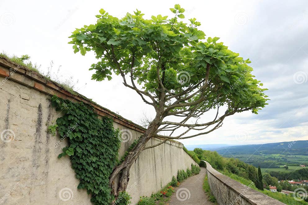 Green Leaf Tree on a Wall stock illustration. Illustration of ...