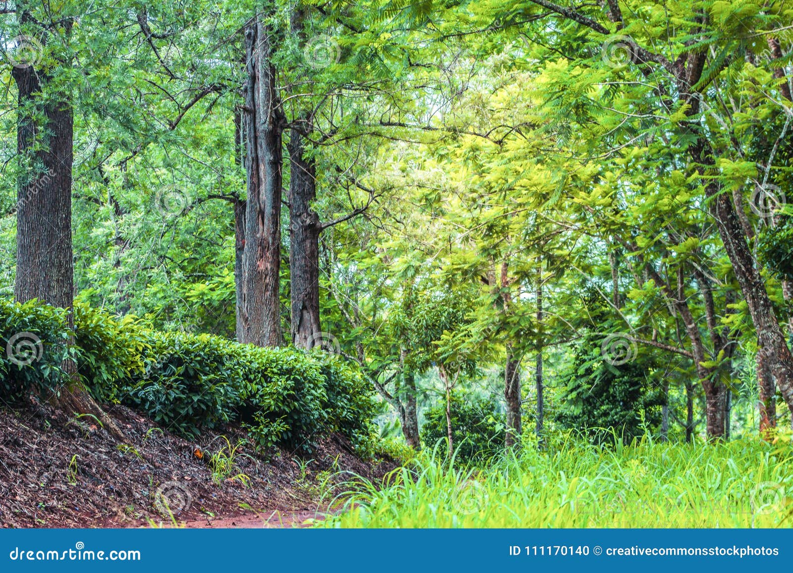 Green Leaf Trees Picture. Image: 111170140