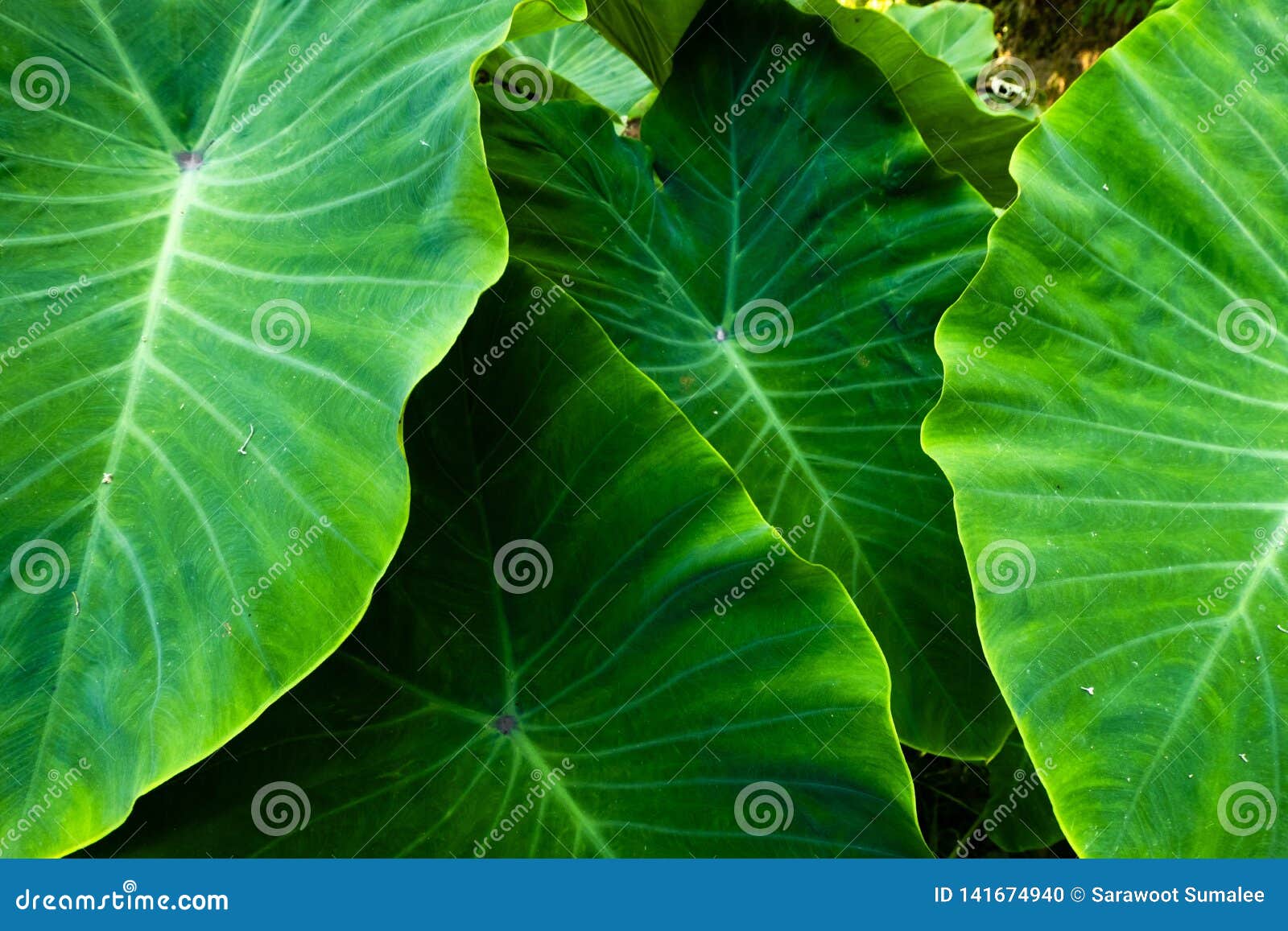 Green Leaf of Tropical Giant Taro Leaf Texture Stock Photo - Image of ...