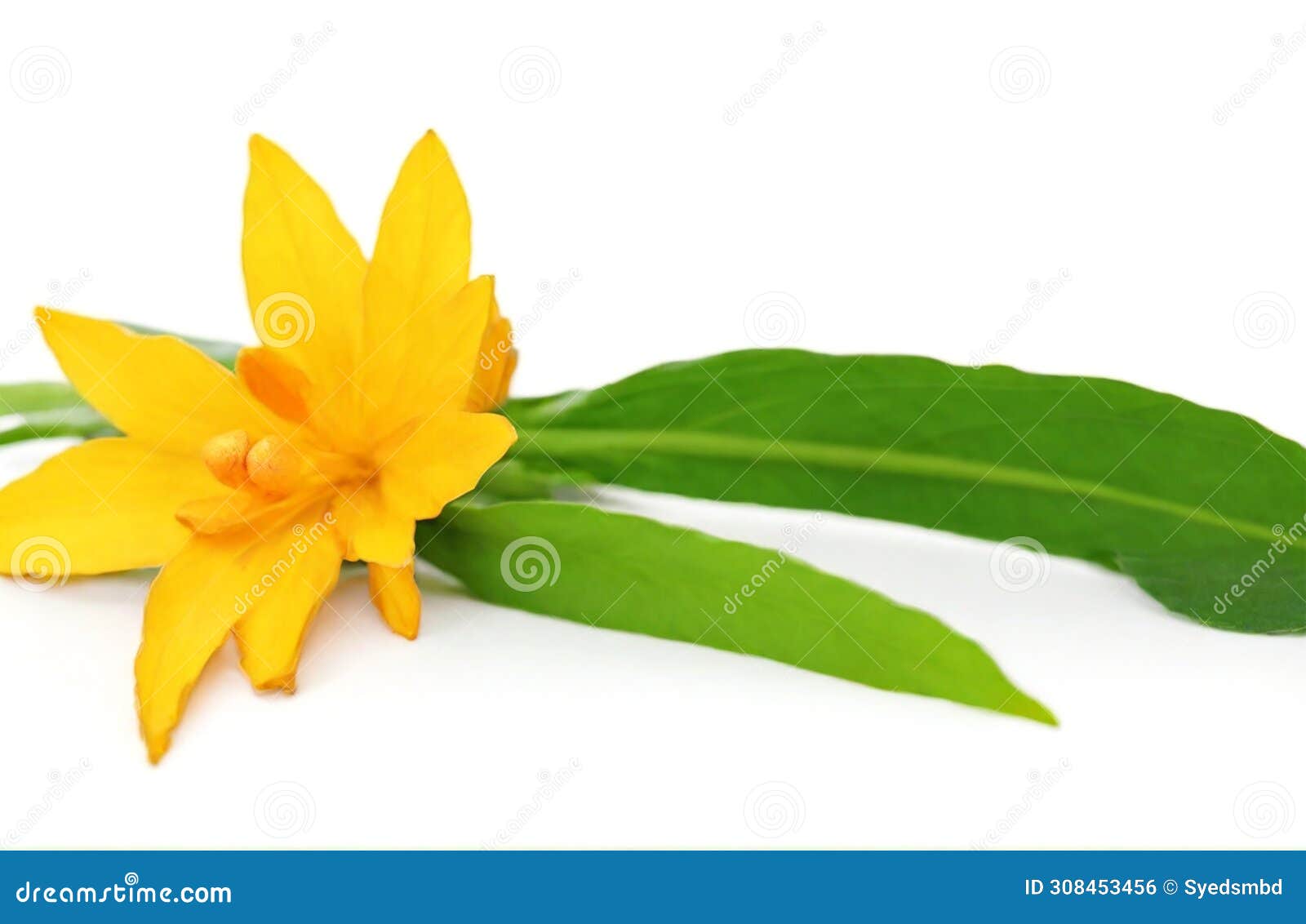 Green Leaf of Turmeric Ginger Medicinal Herbal Plan,cut Out Isolated on ...