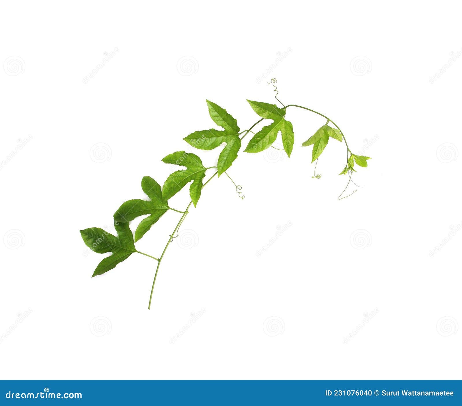 Green Leaf Twisted Climbing Plant Isolated on White Background Stock ...