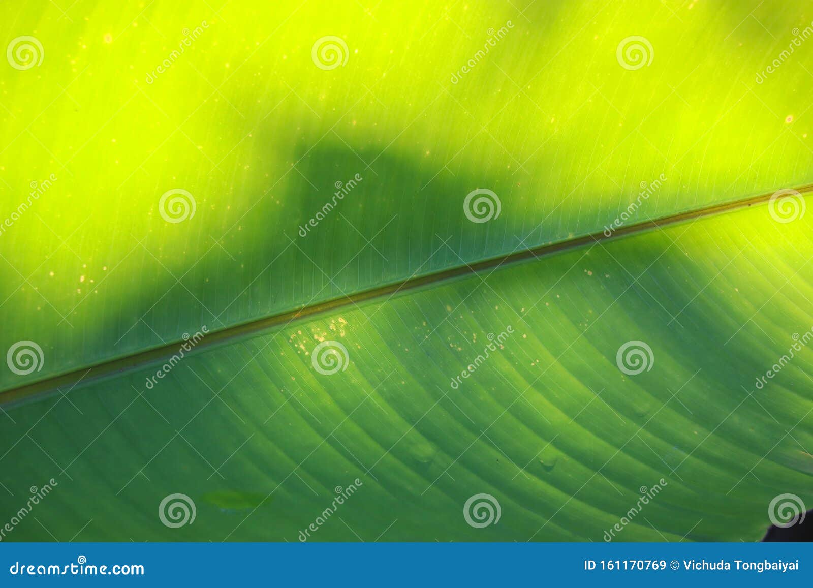 Green Leaf Two Tone with Daylight in Nature Stock Image - Image of leaf ...