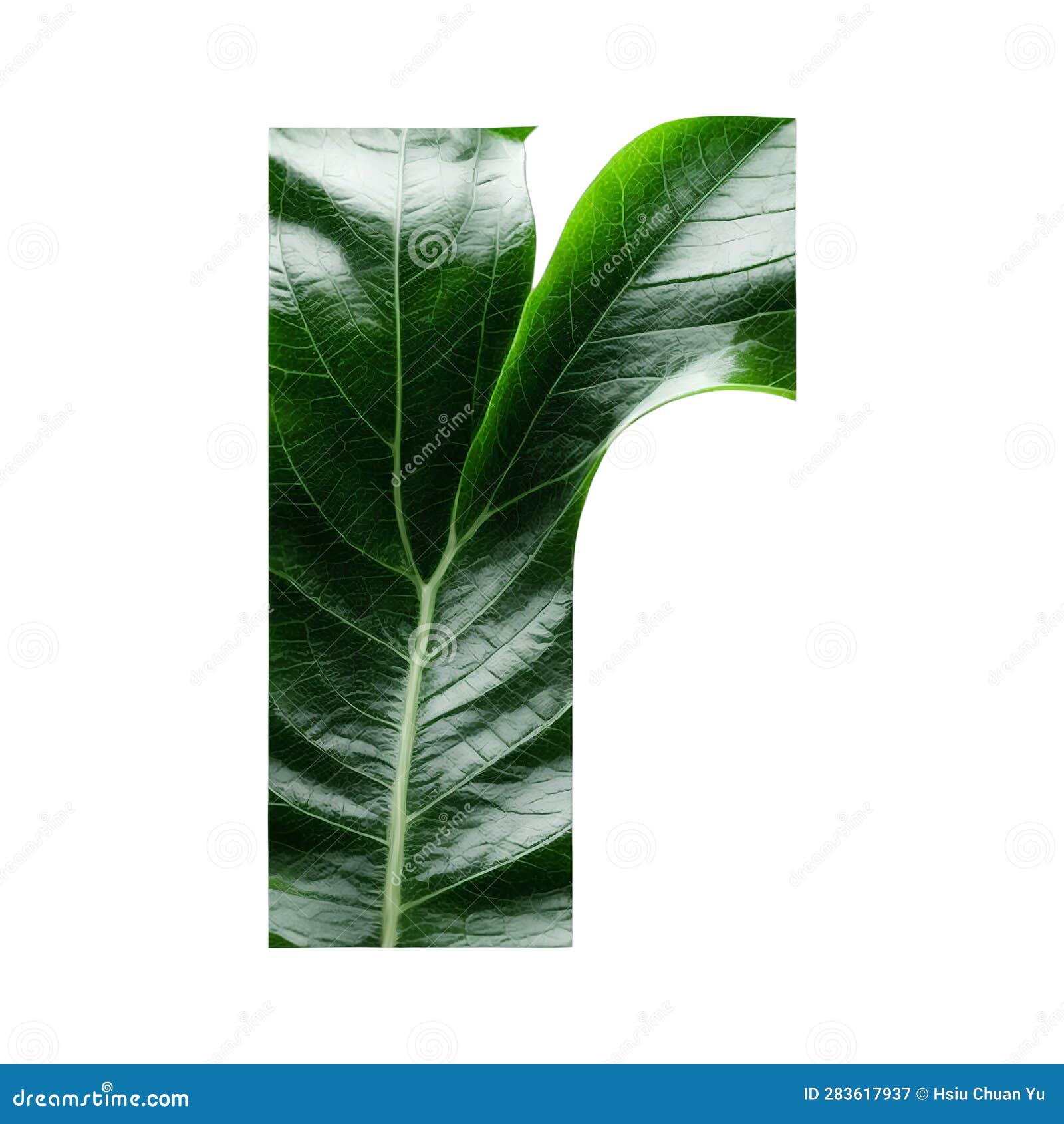 Green Leaf Typography Text Design Lowercase Alphabet R Stock Image ...