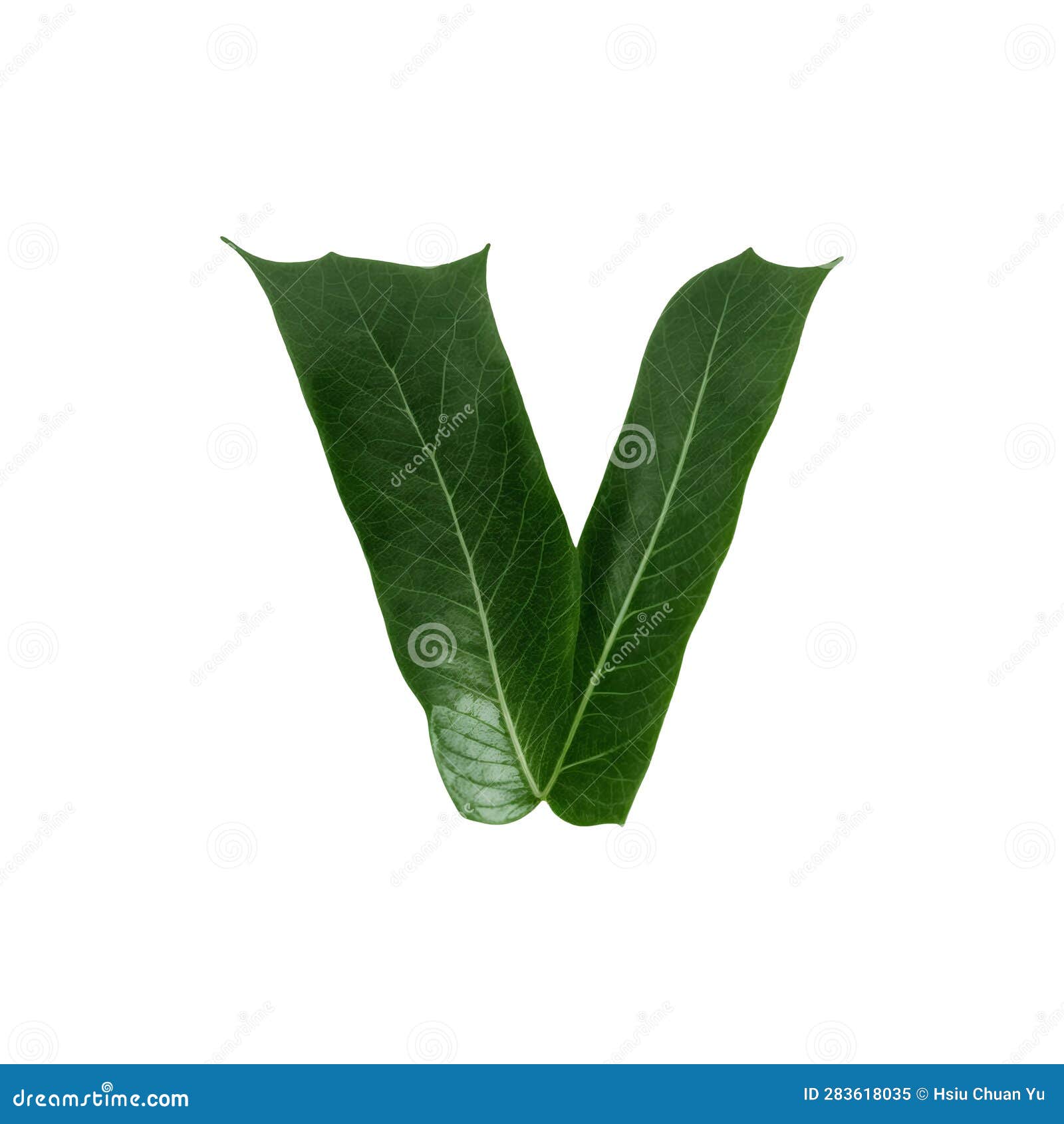 Green Leaf Typography Text Design Lowercase Alphabet V Stock Image ...
