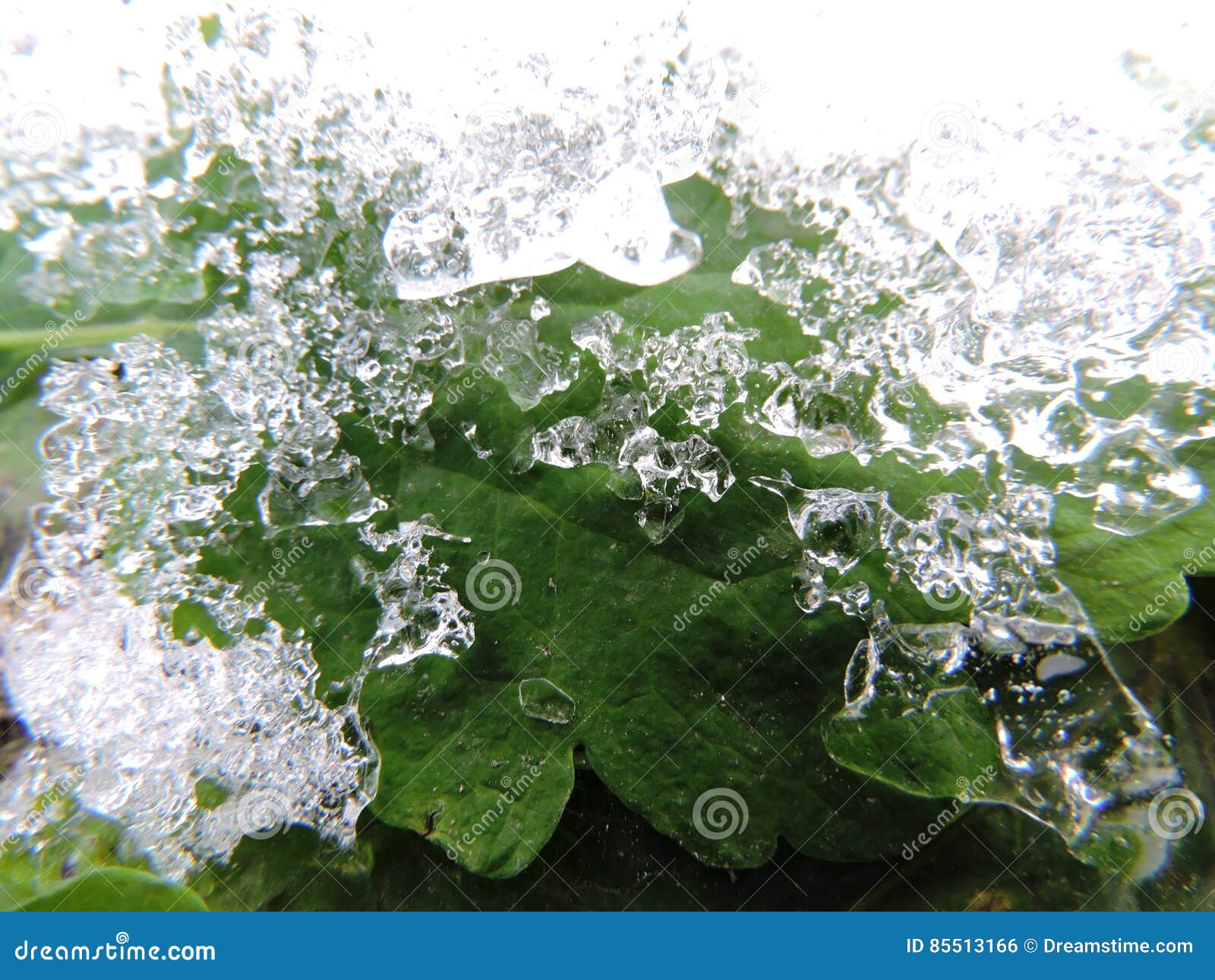 Green Leaf Under the Icy Crust Stock Photo - Image of shoot, tree: 85513166
