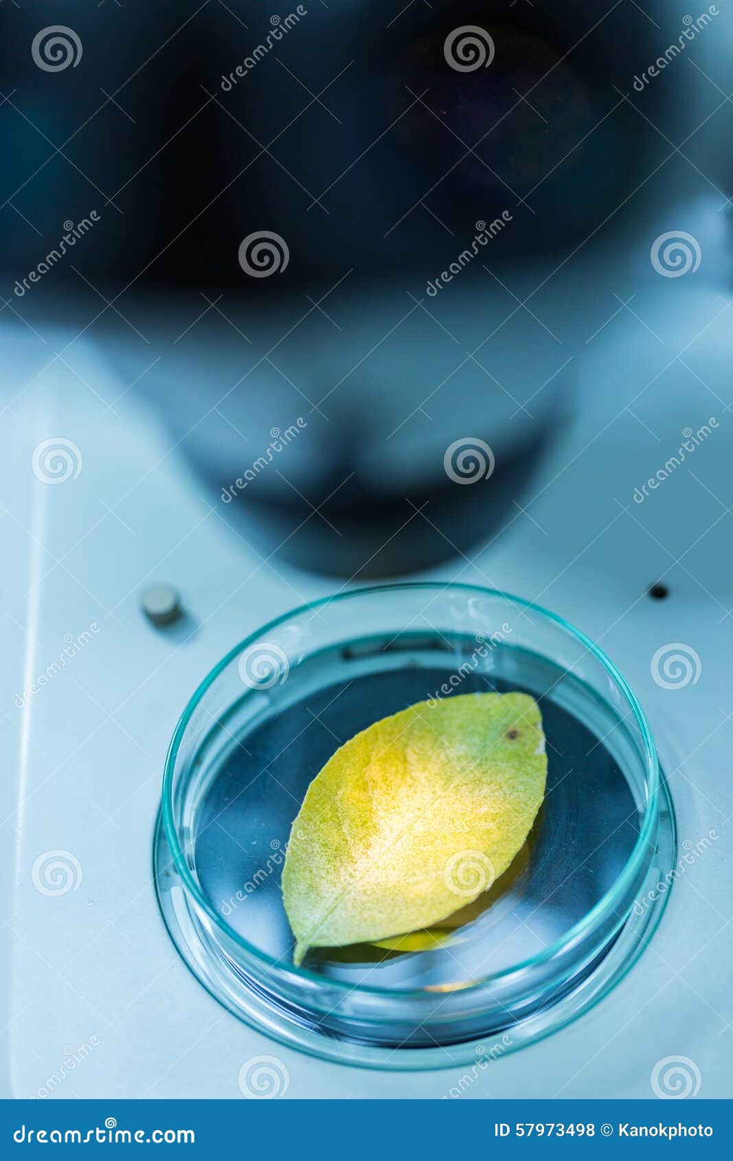 Green Leaf Under Microscope Stock Photo - Image of experiment, plant ...