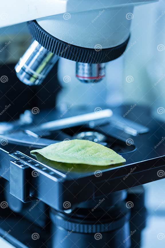 Green Leaf Under Microscope Stock Photo - Image of biosphere, equipment ...